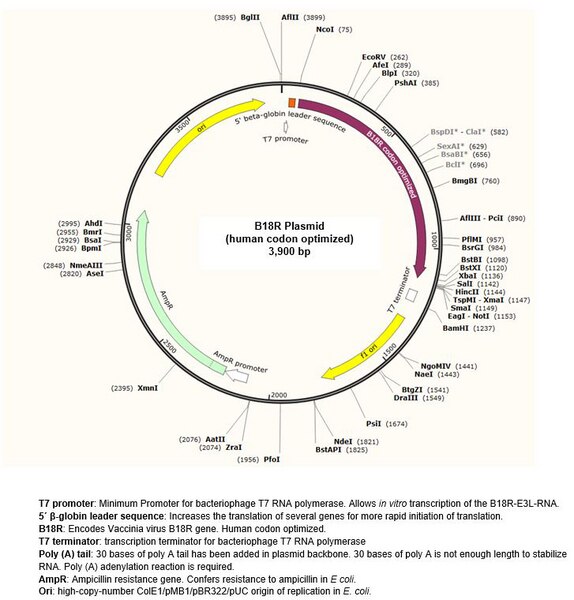 B18R Plasmid (human codon optimized) | SCR728